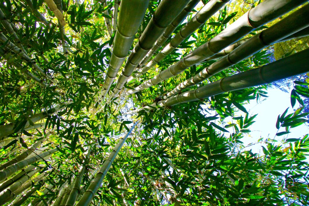Bamboo Uses – Charlie's Bamboo