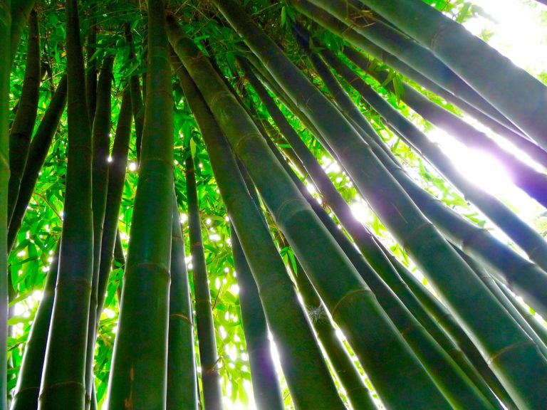 Charlie's Bamboo – Bamboo Specialist Nursery and Garden