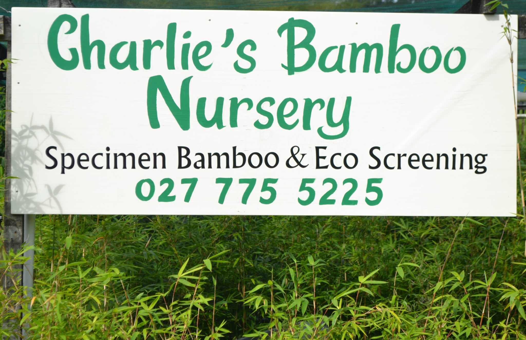 Charlie's Bamboo – Bamboo Specialist Nursery and Garden