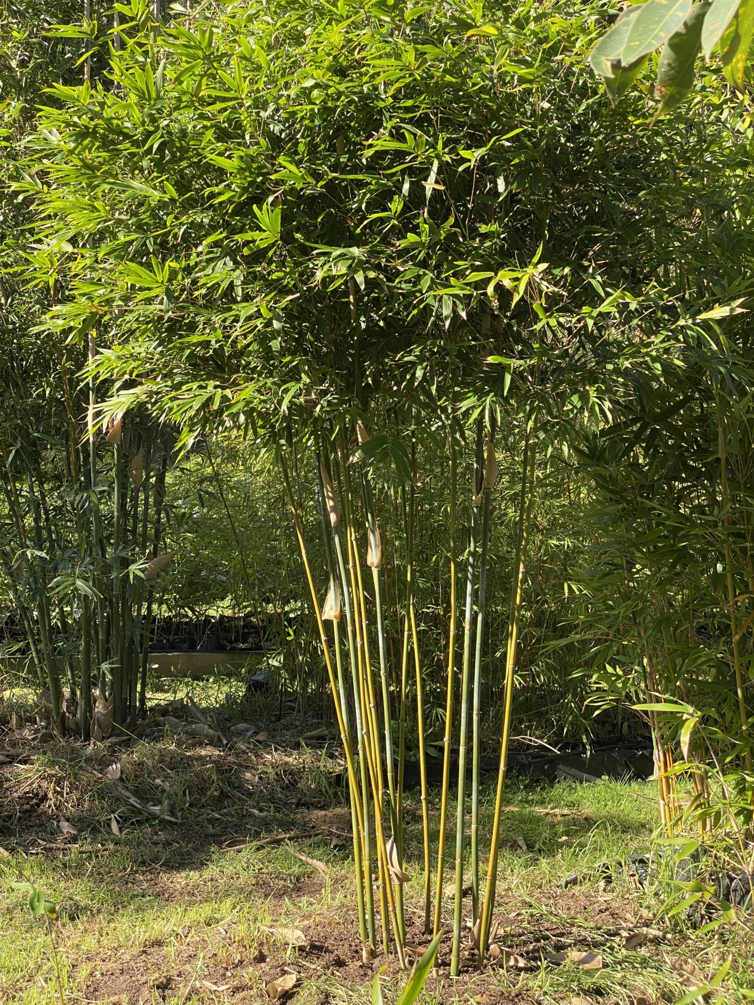Charlie's Bamboo – Bamboo Specialist Nursery and Garden