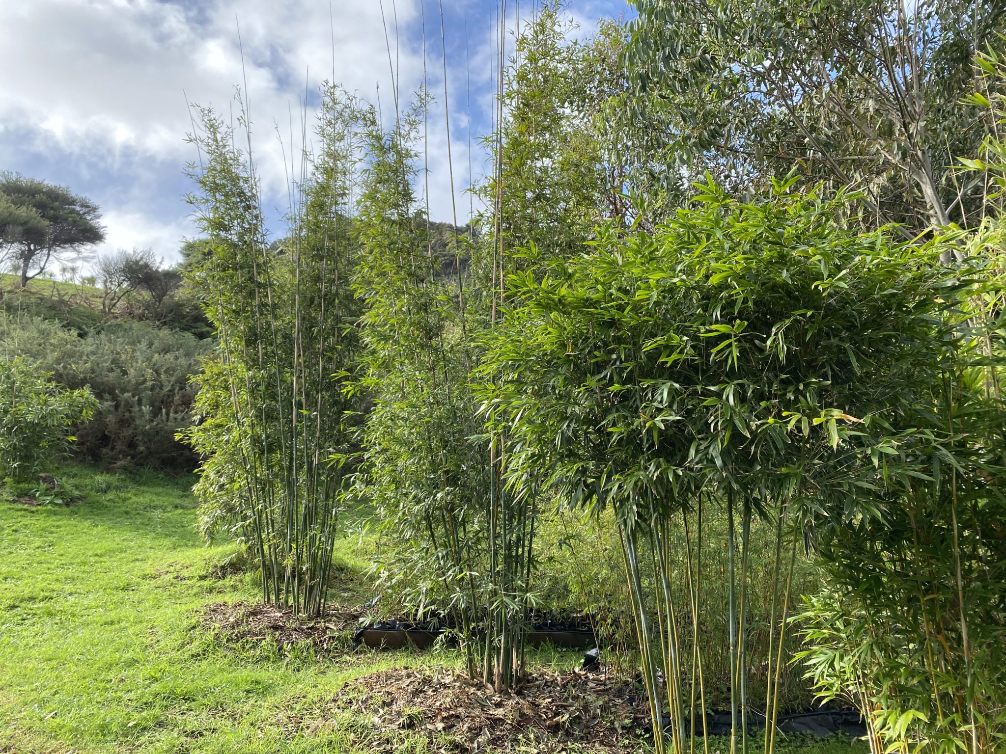 Charlie's Bamboo – Bamboo Specialist Nursery and Garden